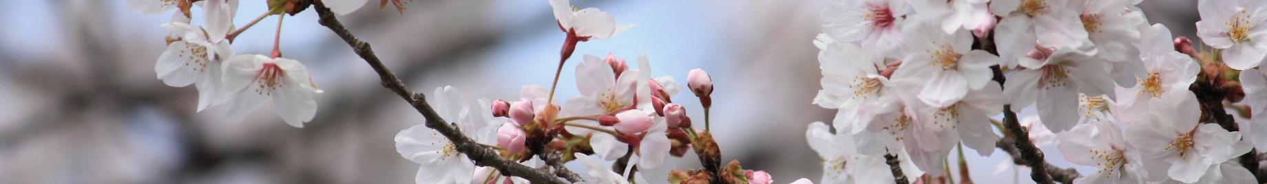 The North Pacific Fisheries Commission (NPFC) | npfc